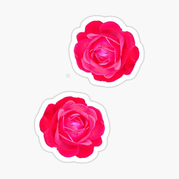 "Two pink roses" Sticker for Sale by ghjura | Redbubble