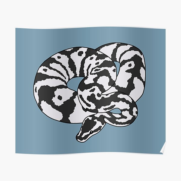 "Black and White Ball Python" Poster by taylorrowan | Redbubble