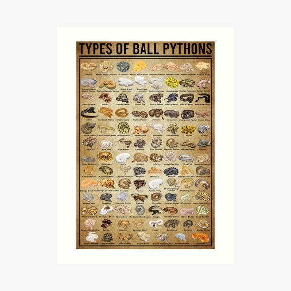 "Types of snakes, Types Of Ball Pythons, Python Knowledge, Ball Pythons ...