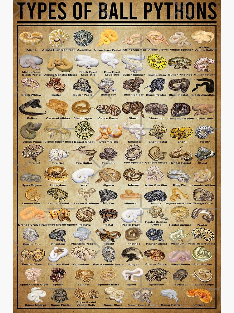 "Types of snakes, Types Of Ball Pythons, Python Knowledge, Ball Pythons ...