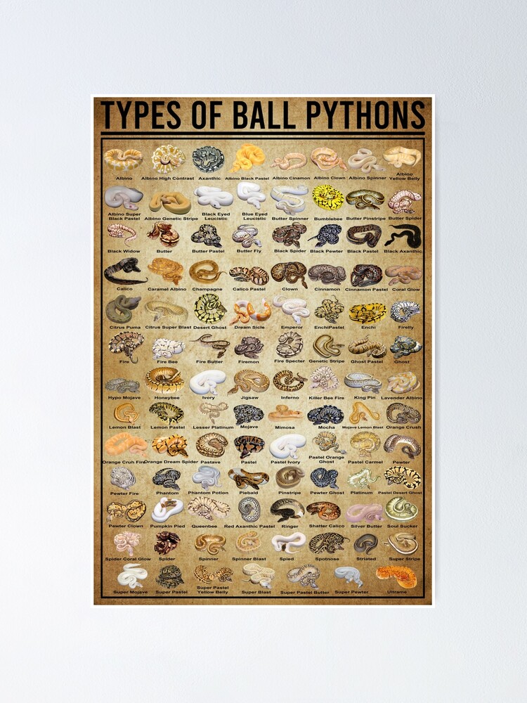 Poster « Types de pythons à billes, connaissance des pythons, amoureux ...
