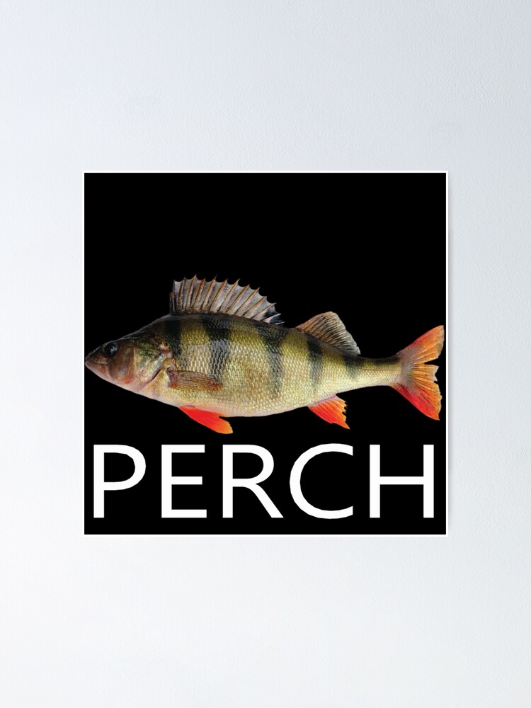 "Perch Predator Fishing" Poster for Sale by StatementTeesUK | Redbubble