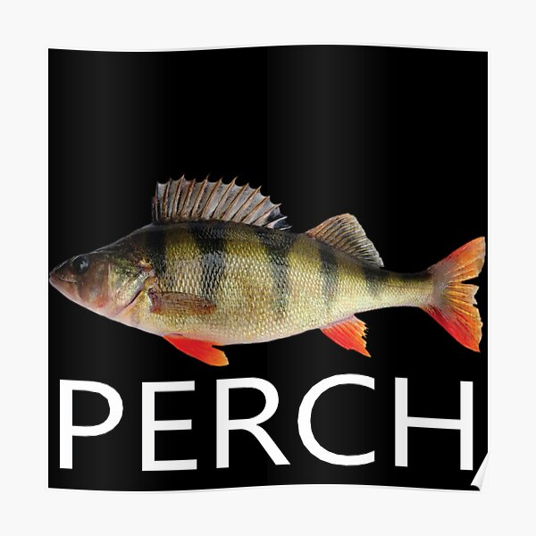 "Perch Predator Fishing" Poster for Sale by StatementTeesUK | Redbubble