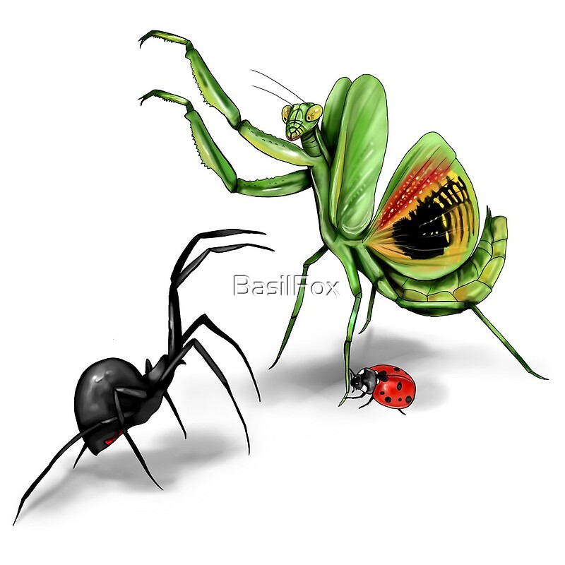 "Praying Mantis Vs Black Widow" by BasilFox | Redbubble