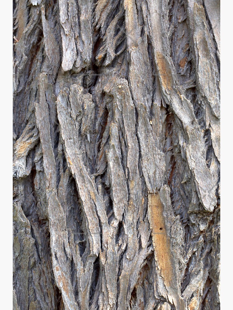 "Jarrah" Sticker by evolutionx | Redbubble