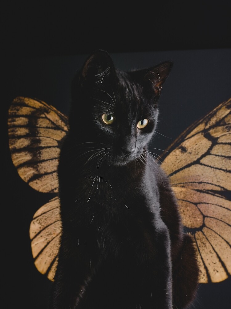 "caterfly, black kitten with butterfly wings" T-shirt for Sale by ...