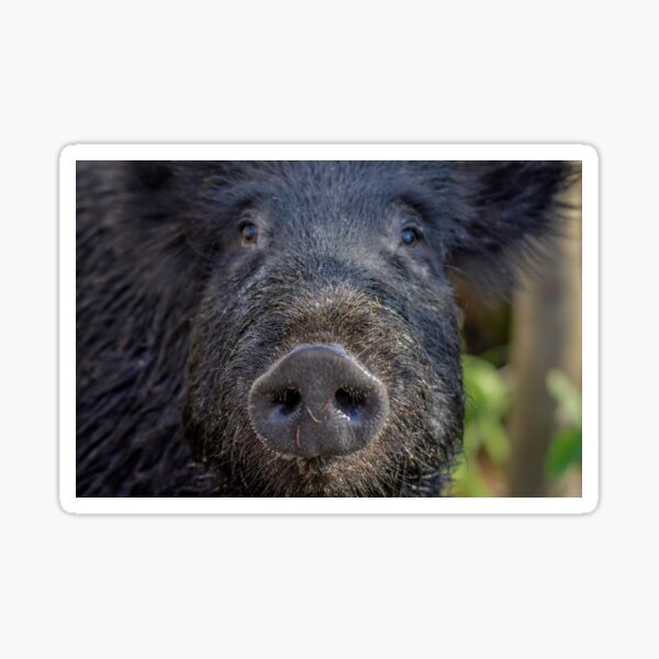 "wild sow hog closeup portrait " Sticker by aim4adventure | Redbubble