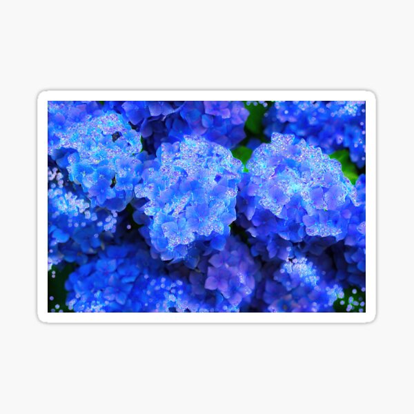 "Crystal Blue Hydrangea flowers magical floral art" Sticker by ...