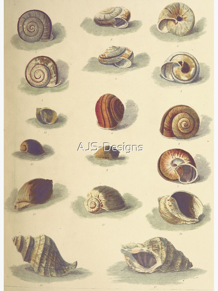 "Vintage Snail Shell Print" Sticker for Sale by AJS-Designs | Redbubble