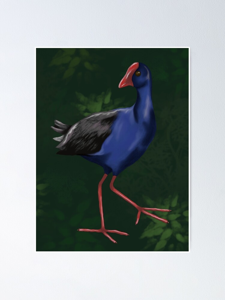 "Proud Pukeko *Animals of New Zealand*" Poster by drawnexplore | Redbubble