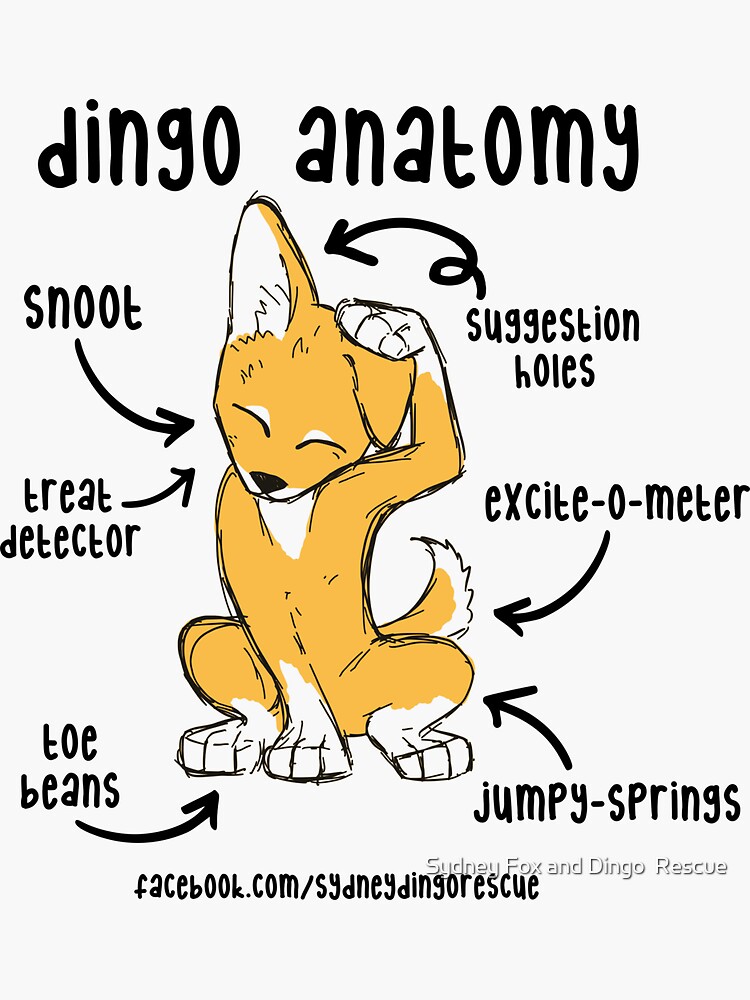 "Dingo Anatomy " Sticker for Sale by Sydneyfoxrescue | Redbubble