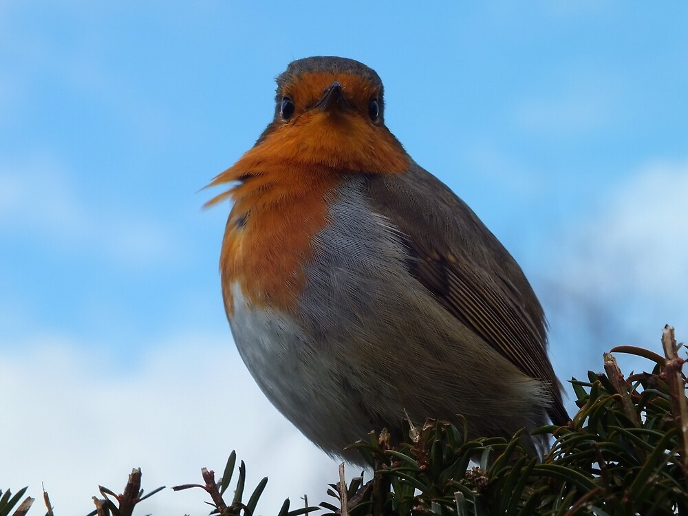 "Hi My Name Is Robin, Robin Red Breast." by altonbear | Redbubble