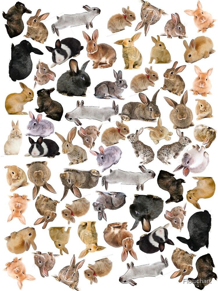 "Bunny Rabbit Collage" Art Print for Sale by Flowchart | Redbubble