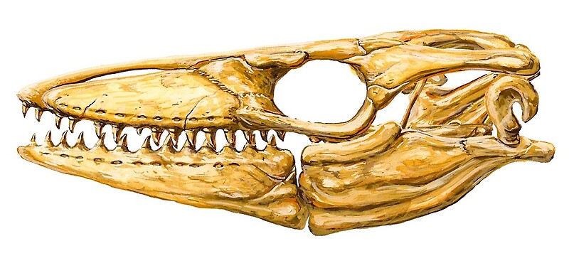 "Mosasaur Skull" by SharpSticks | Redbubble