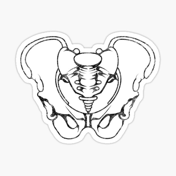 "Pelvis " Sticker for Sale by seacoastcustoms | Redbubble