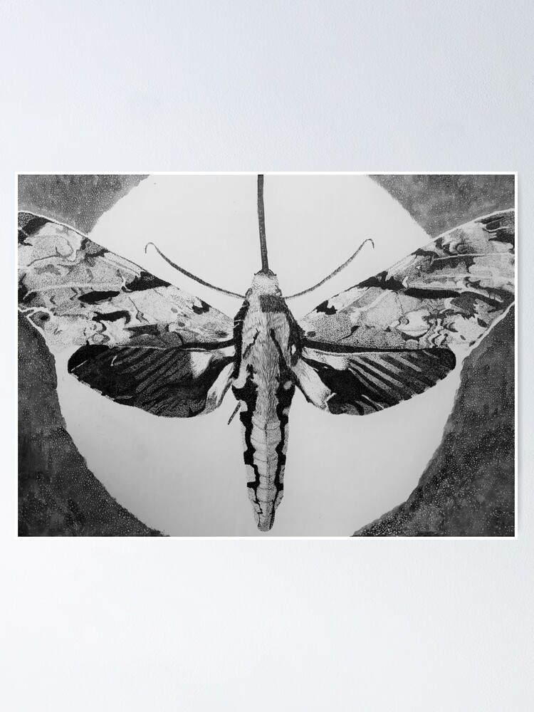 "Moonlit Moth (pen and ink) " Poster for Sale by LKsCorner | Redbubble