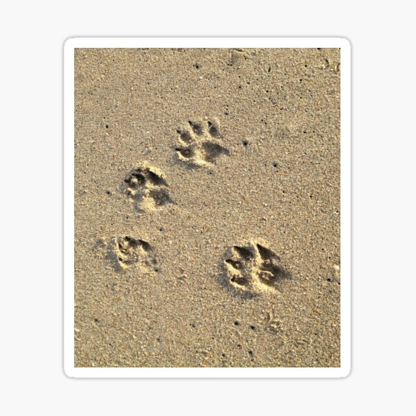 "Dog Paw Prints on the Beach" Sticker for Sale by MichLuvsBoston ...