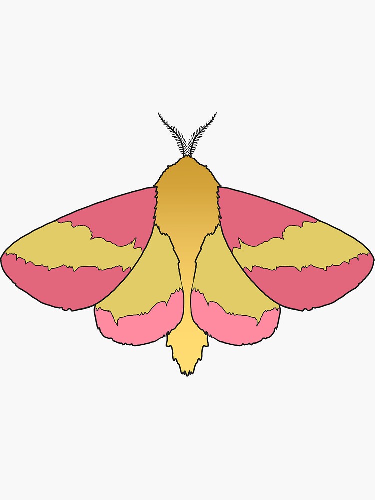 "Rosy Maple Moth" Sticker by AuntieAv | Redbubble