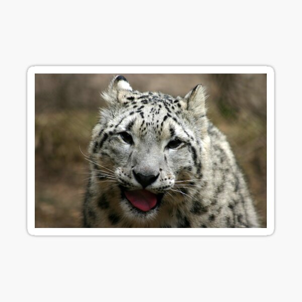 "Snow Leopard" Sticker by NobleTree | Redbubble