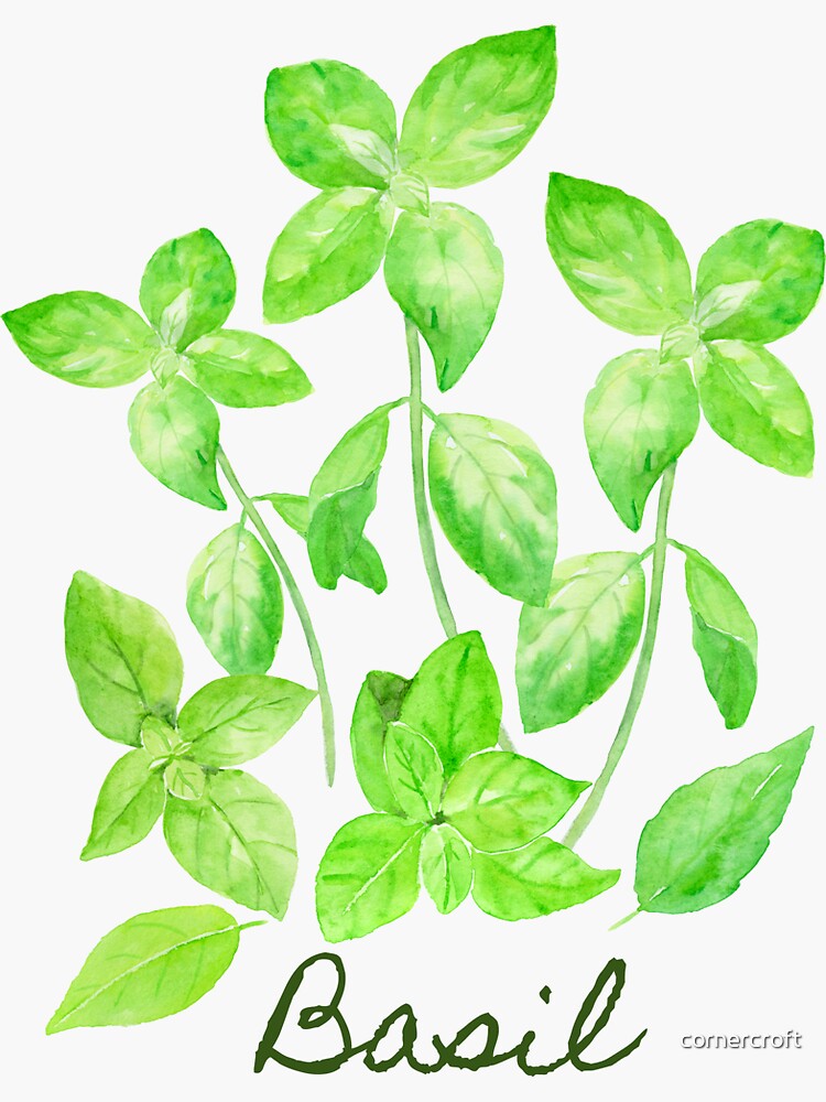 "Watercolor Basil Illustration" Sticker for Sale by cornercroft | Redbubble