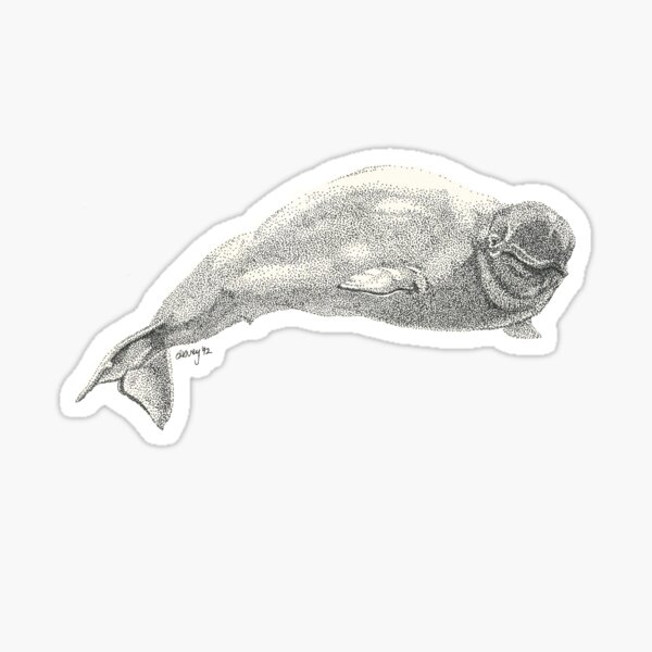 "Beluga whale" Sticker by Yenrab | Redbubble