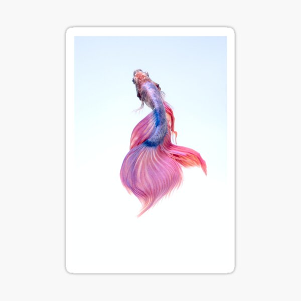 "pink fish" Sticker by Artjetik | Redbubble