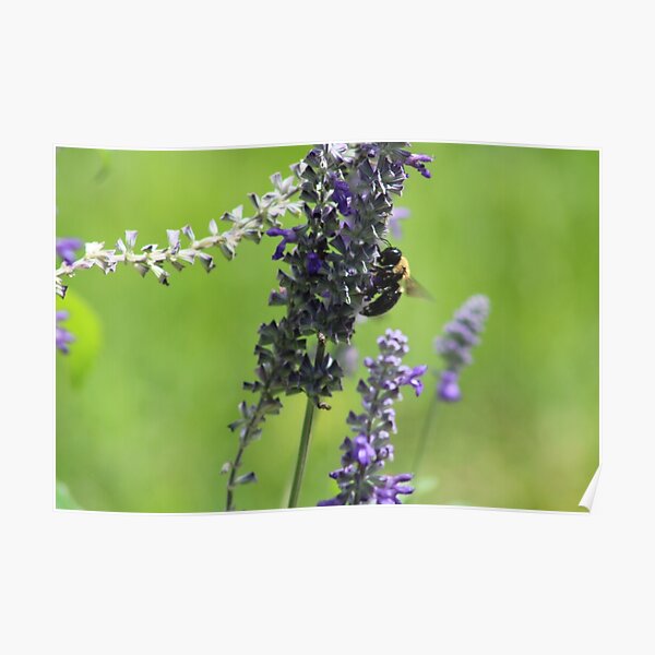 "Worker Bee" Poster for Sale by Madameblue5 | Redbubble