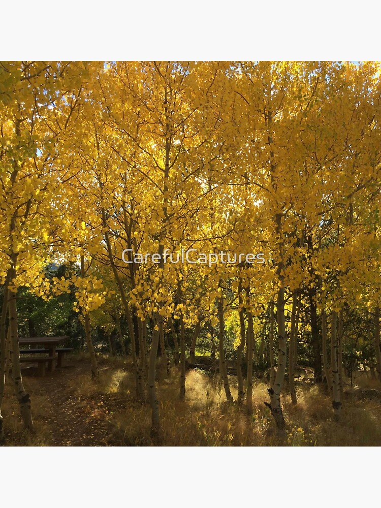 "Aspen Trees Autumn Leaves" Sticker for Sale by CarefulCaptures | Redbubble