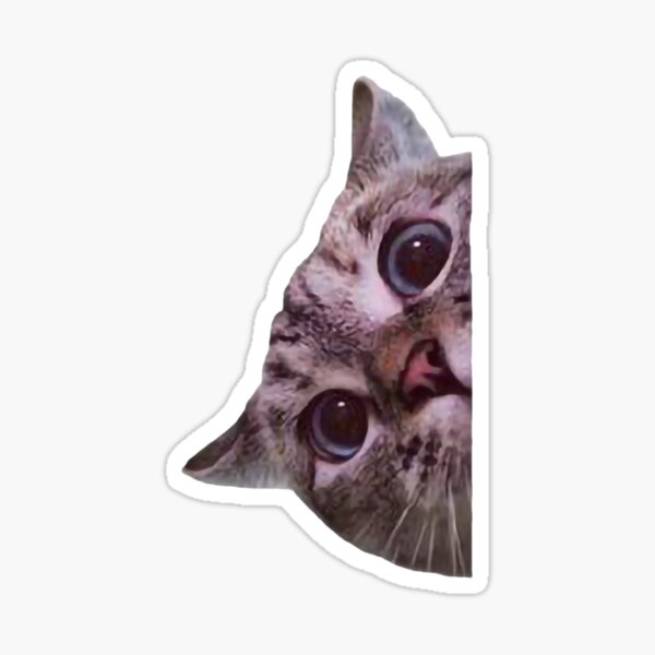 "Cute Cat" Sticker for Sale by AldoRobledo67 | Redbubble