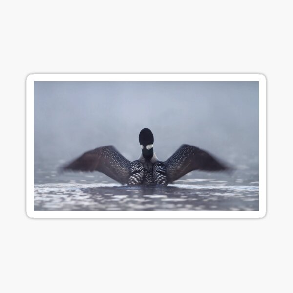 "Blur - Common loon" Sticker for Sale by darby8 | Redbubble