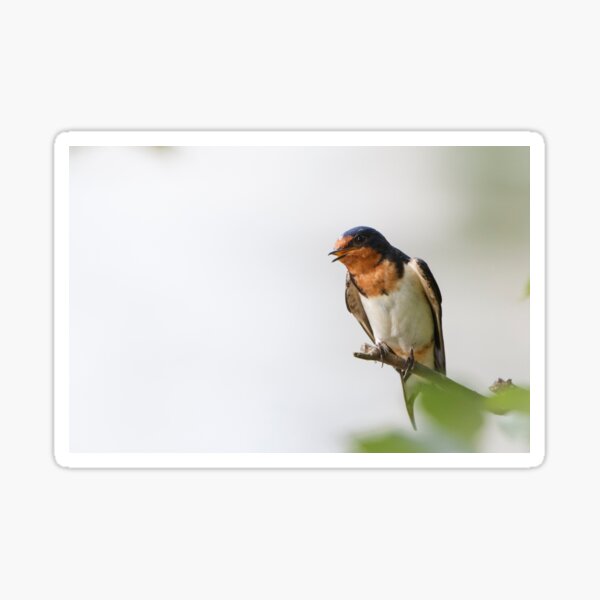 "Talkative Barn Swallow" Sticker for Sale by rjmcaptures | Redbubble