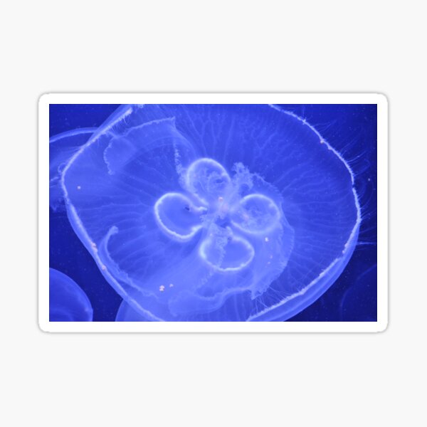 "Moon Jelly " Sticker for Sale by LunaSkye23 | Redbubble