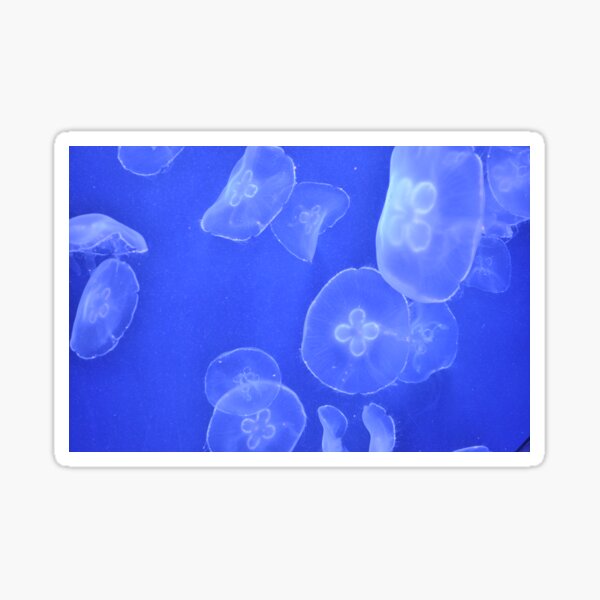 "Moon Jelly " Sticker for Sale by LunaSkye23 | Redbubble