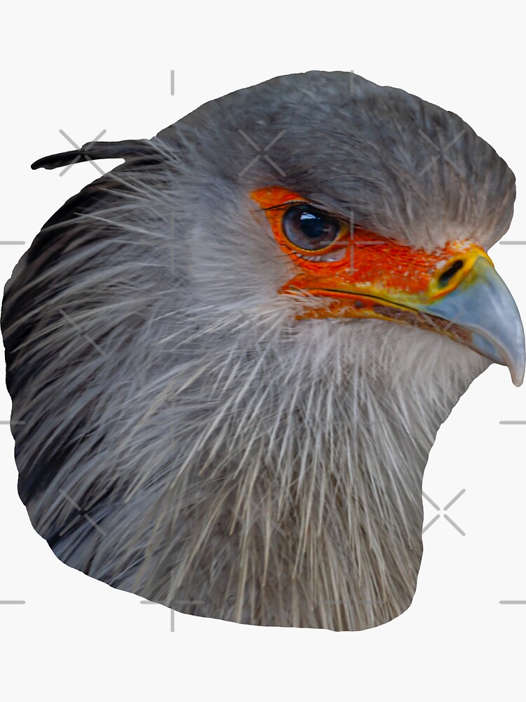 "Portrait of a Secretary Bird" Sticker by Dalyn | Redbubble
