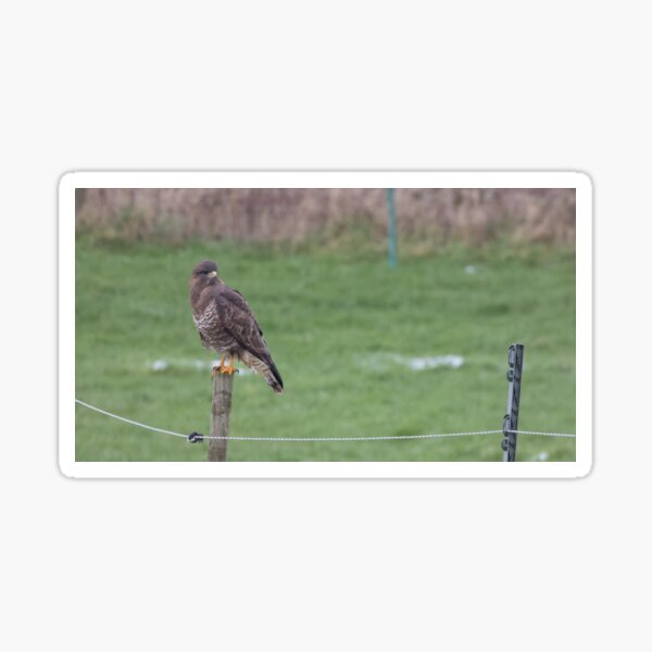 "Buzzard" Sticker for Sale by LaurenTucker | Redbubble