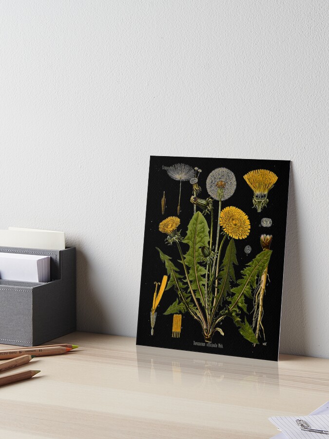"Womens Dandelion Chart Dandelion Botanical Illustration flower root ...