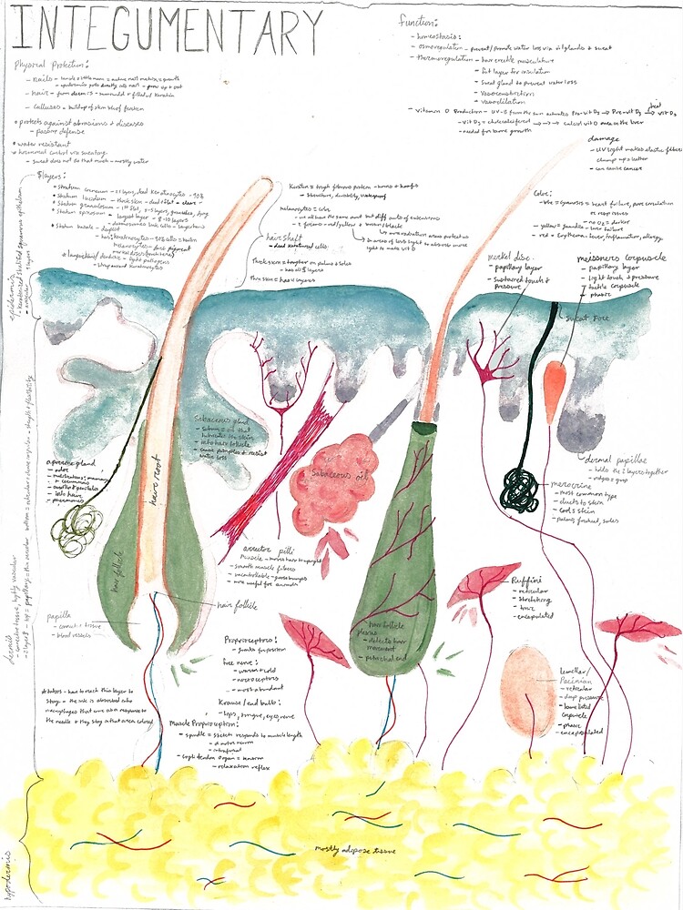 "Watercolor A&P of the Integumentary System" Poster for Sale by dr ...