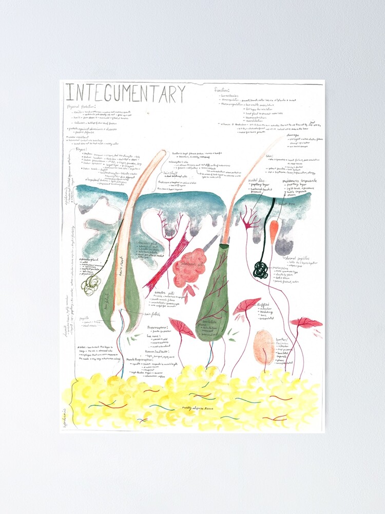"Watercolor A&P of the Integumentary System" Poster for Sale by dr ...
