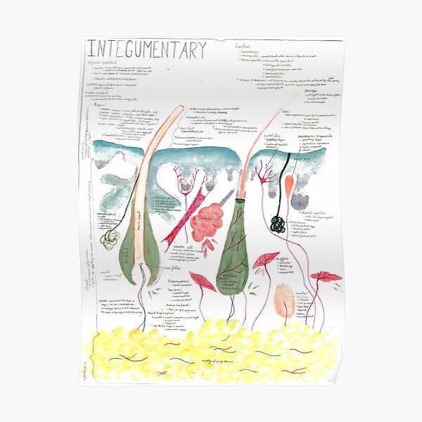"Watercolor A&P of the Integumentary System" Poster for Sale by dr ...