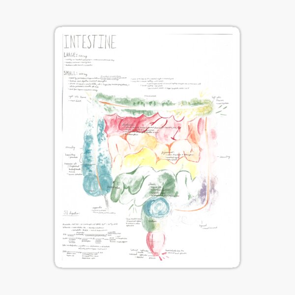 "Watercolor A&P of the Large and Small Intestine" Sticker by dr-duncan ...