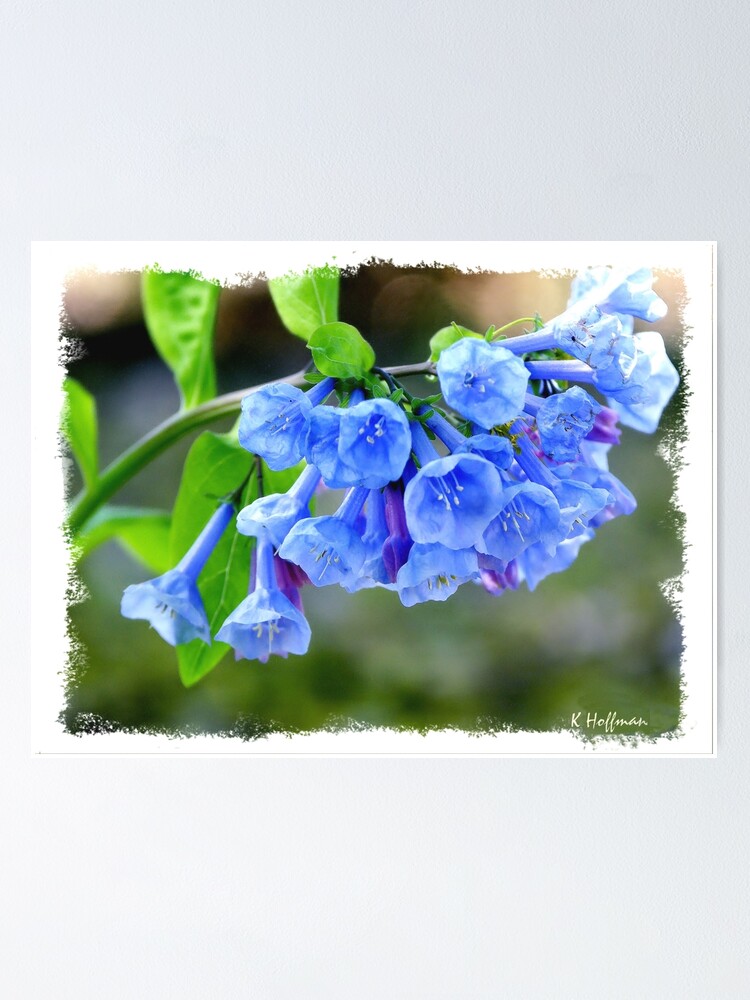 "Miniature Blue Bells" Poster for Sale by webster84 | Redbubble