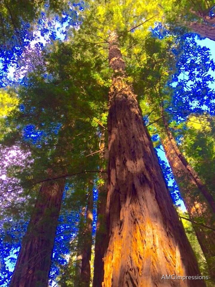 "Clump of Northern California Redwood Trees from Below" Sticker for ...
