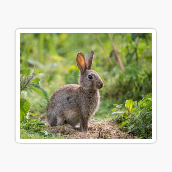 "Rabbit" Sticker for Sale by stevesimages1 | Redbubble