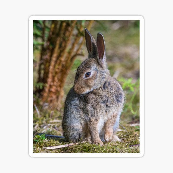 "Rabbit" Sticker for Sale by stevesimages1 | Redbubble