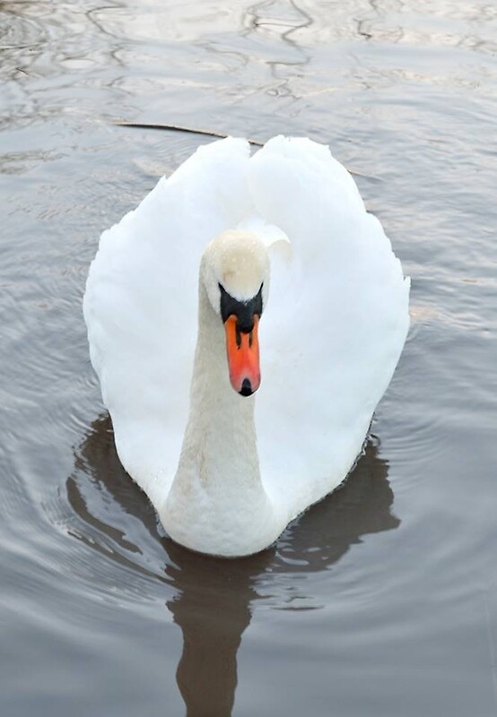 "swan front facing" by preciousmoments | Redbubble