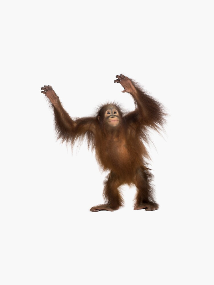 "Chimpanzee Sticker" Sticker for Sale by JoeMahoney | Redbubble