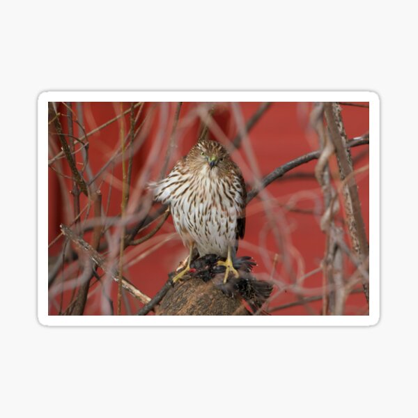 "Angry Cooper's Hawk" Sticker for Sale by rjmcaptures | Redbubble
