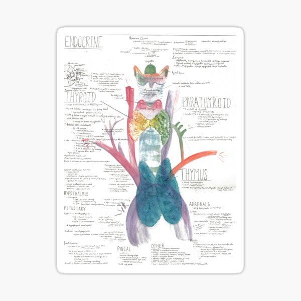 "Watercolor A&P of Thyroid and Endocrine System" Sticker for Sale by dr ...