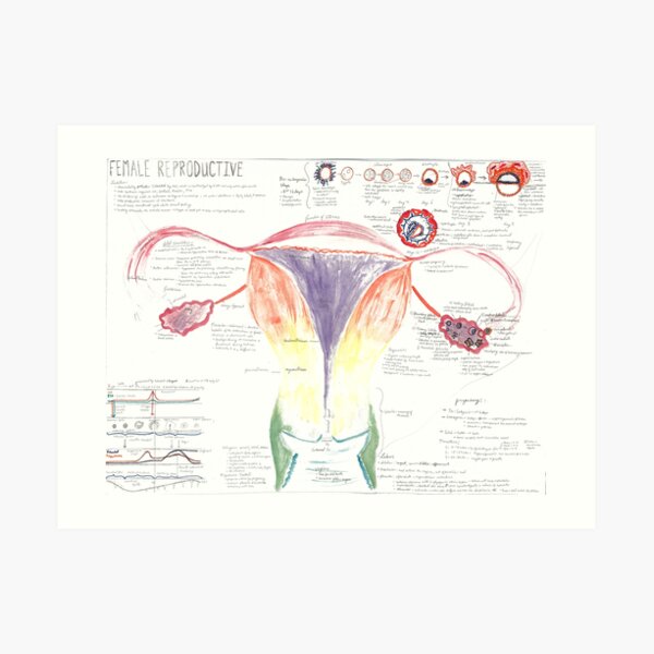"Watercolor A&P Female Reproductive System" Art Print by dr-duncan ...
