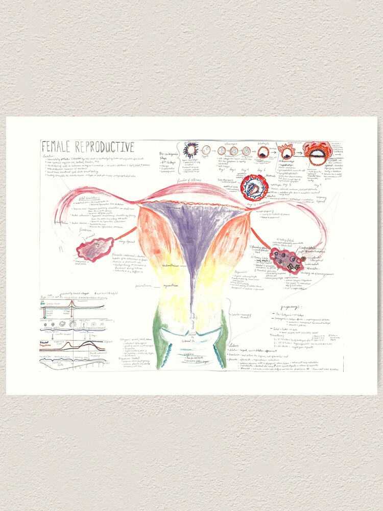 "Watercolor A&P Female Reproductive System" Art Print by dr-duncan ...
